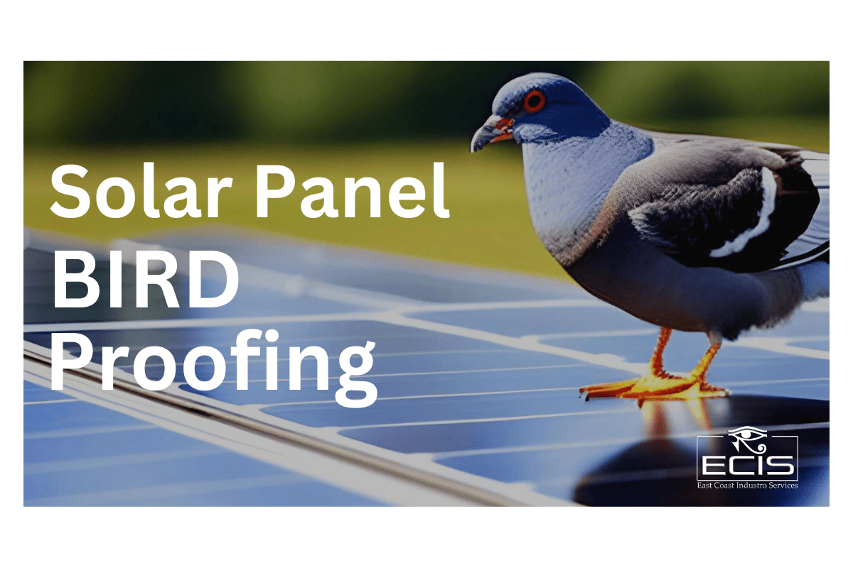 Solar Panel Bird Proofing | Essential Maintenance Hacks